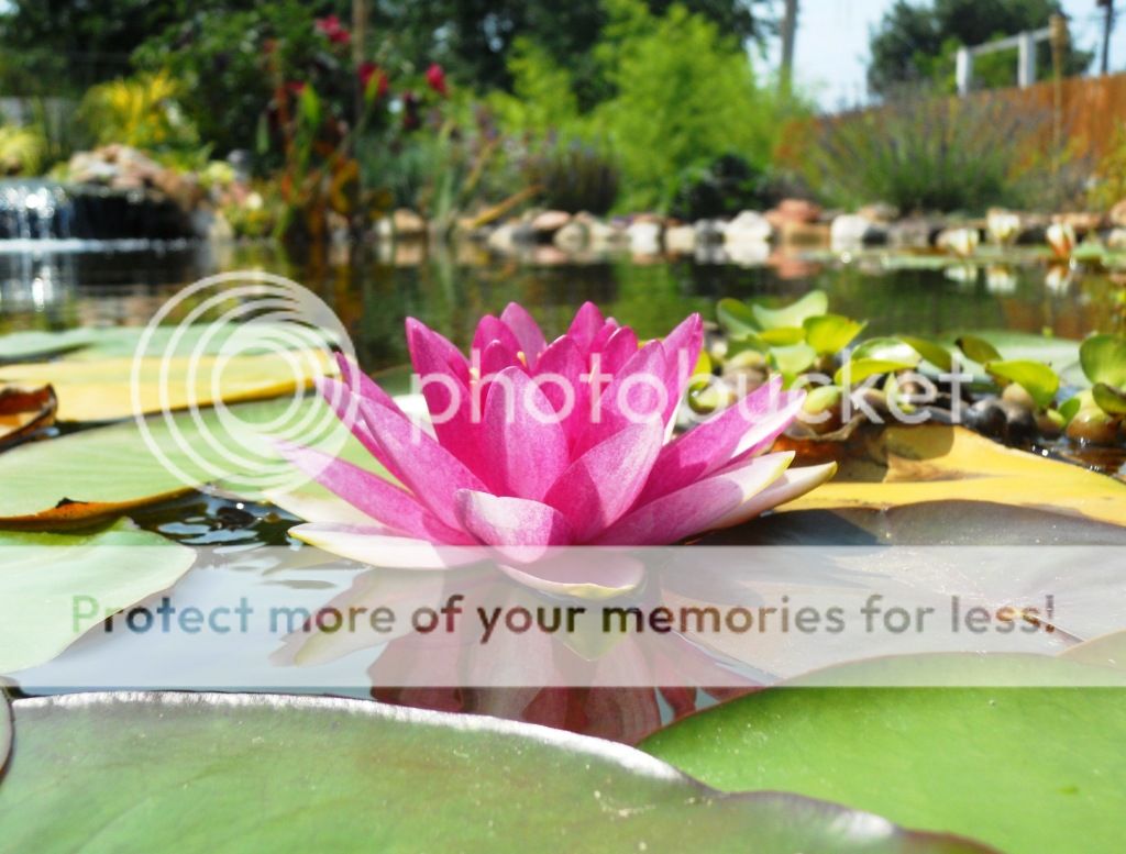 Post Your Favorite Pond Pictures Here :) | Page 2 | Garden Pond Forums