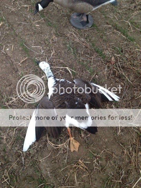 Really Cool Canada-Snow Goose Hybrid | The HuntingPA.com Outdoor Community