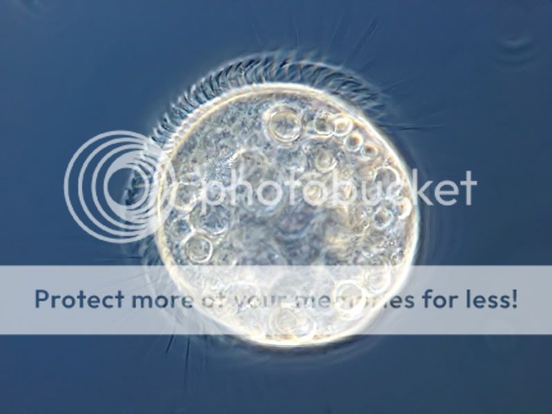 Askenasia: aspidisca — LiveJournal